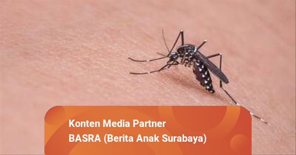 Terjadi Kenaikan Kasus DBD, Waspada Gejala Ini pada Anak | kumparan.com